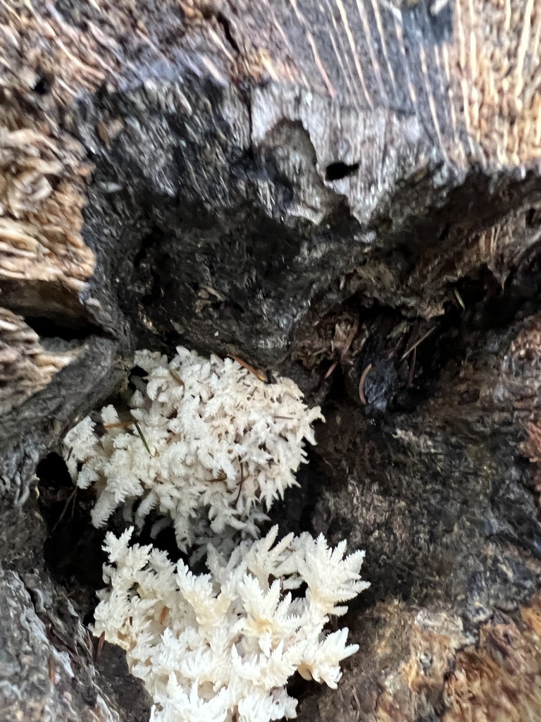 Coral tooth fungus from Sky Oaks Rd, Fairfax, CA, US on December 31 ...