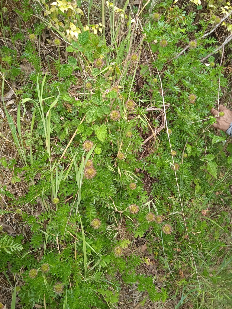 Biddy-biddy from Yankalilla, AU-SA, AU on October 21, 2023 at 12:52 PM ...