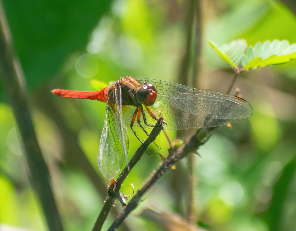 Orange Skimmer from Dili, Timor-Leste on January 1, 2024 at 08:24 AM by ...