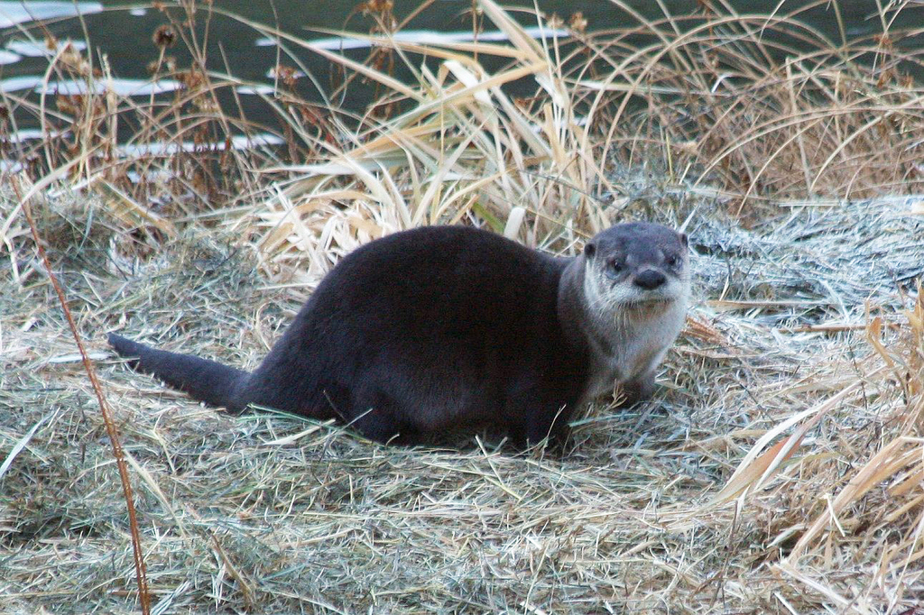 North American River Otter in November 2008 by James N. Stuart. One of ...