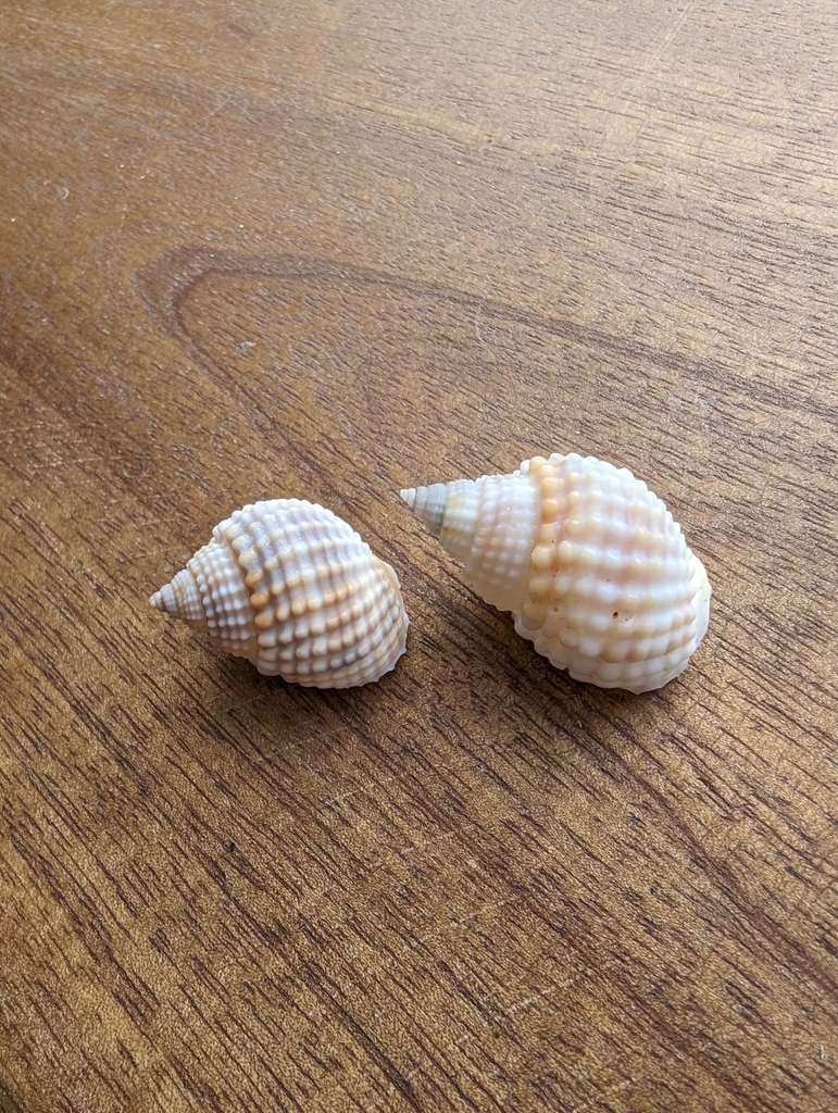 Nassarius conoidalis from Dundowran Beach QLD 4655, Australia on August ...