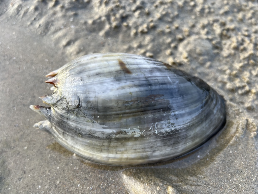 Melon Shell from Hervey Bay, Toogoom, QLD, AU on January 2, 2024 at 05: ...