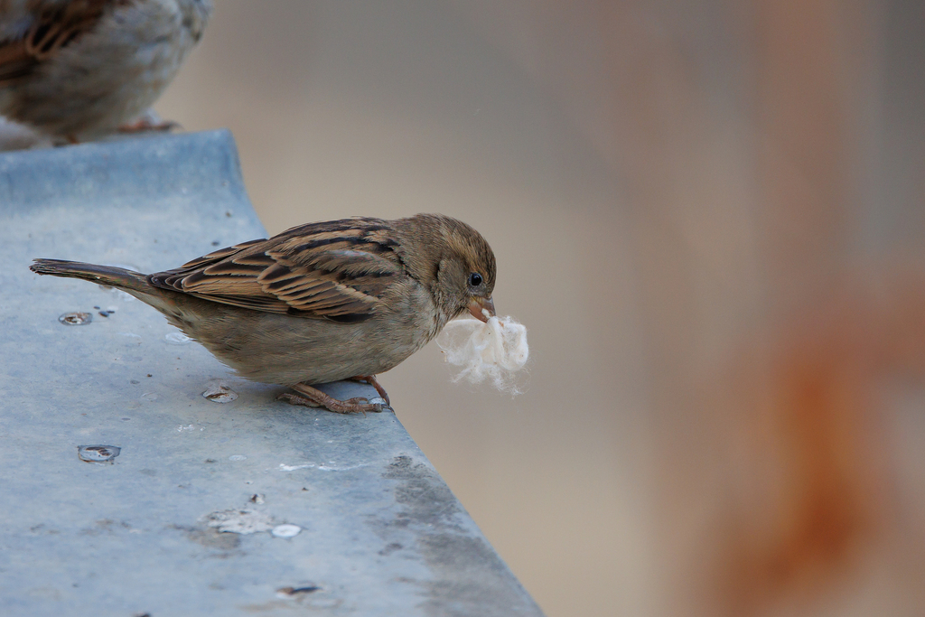House Sparrow from Gldani I Micro-District, Tbilisi, Georgia on January ...