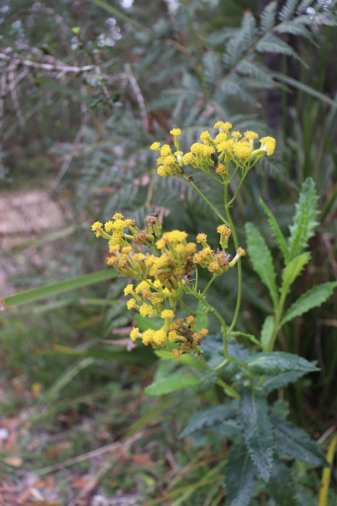 Scented Groundsel from Mumbannar VIC 3304, Australia on January 2, 2024 ...