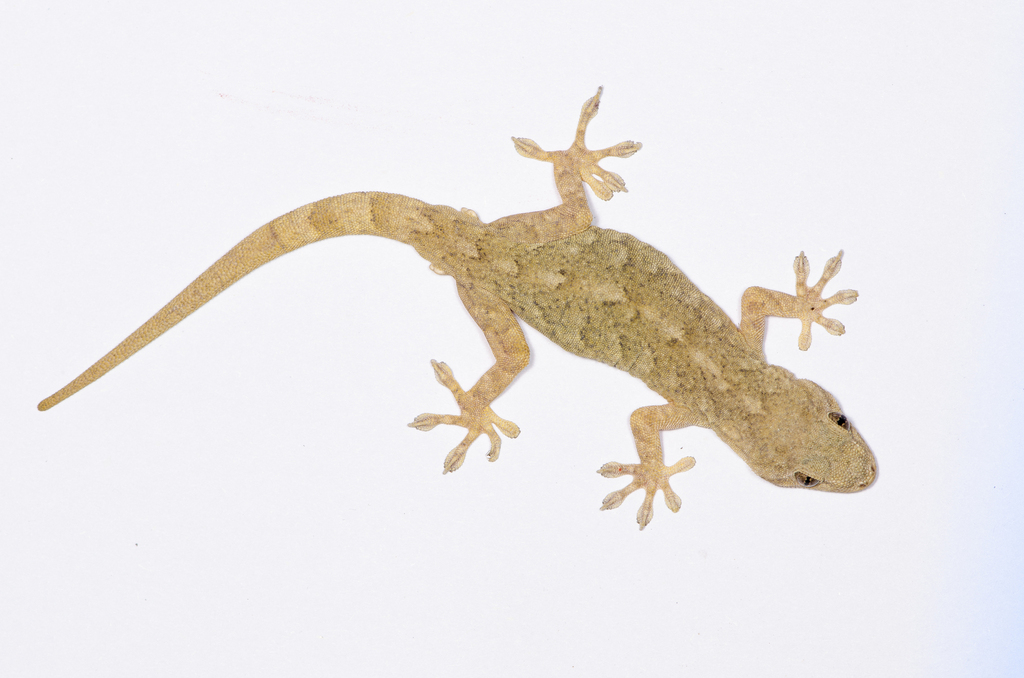 Peking Gecko in July 2014 by Ji-Shen Wang · iNaturalist
