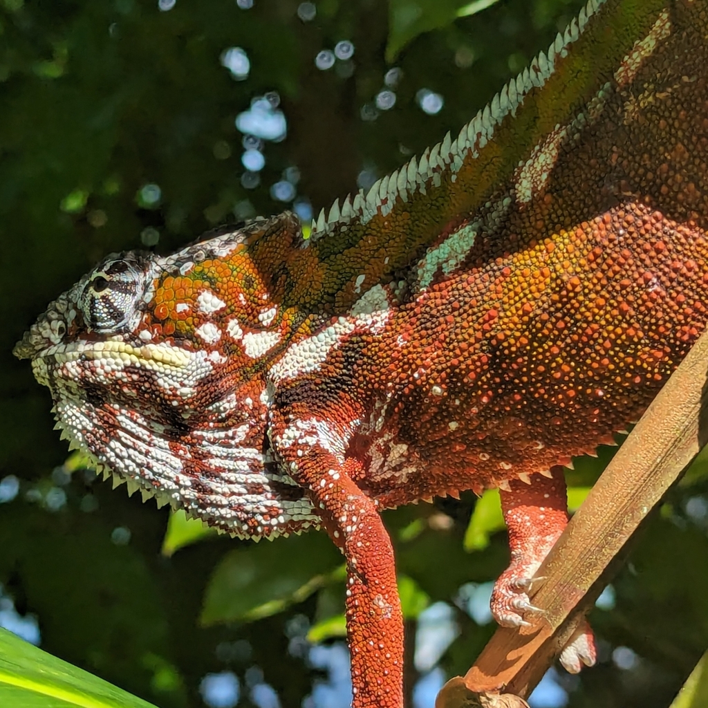 Panther Chameleon from 7XQ7+4HP, Tampolo, Madagascar on January 2, 2024 ...