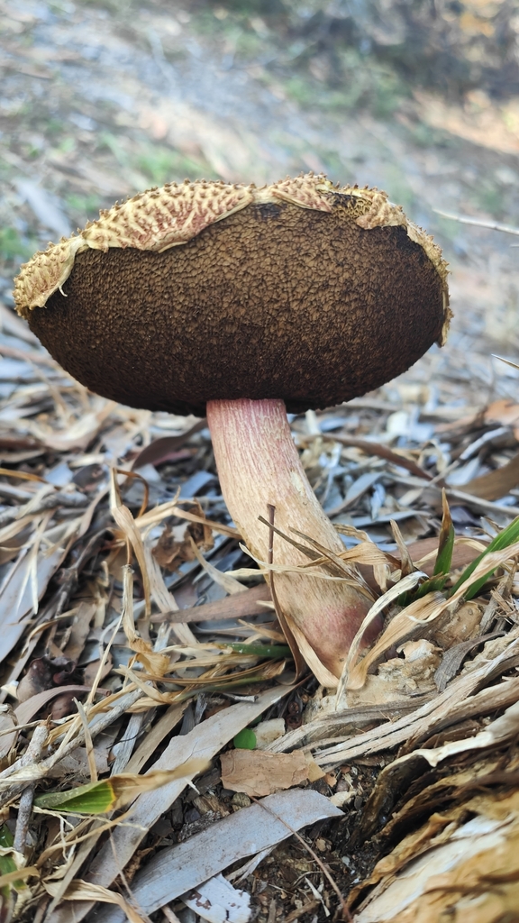 Boletellus from Cardwell QLD 4849, Australia on January 1, 2024 at 02: ...