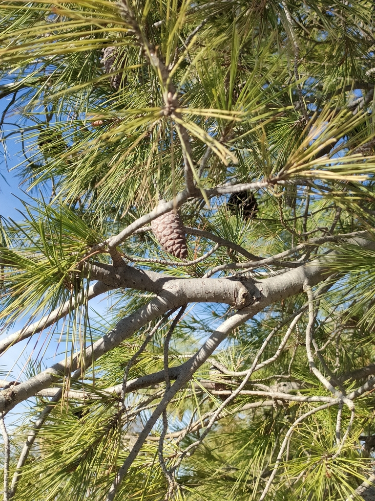 Aleppo pine from 09126 Cagliari CA, Italia on January 2, 2024 at 12:26 ...