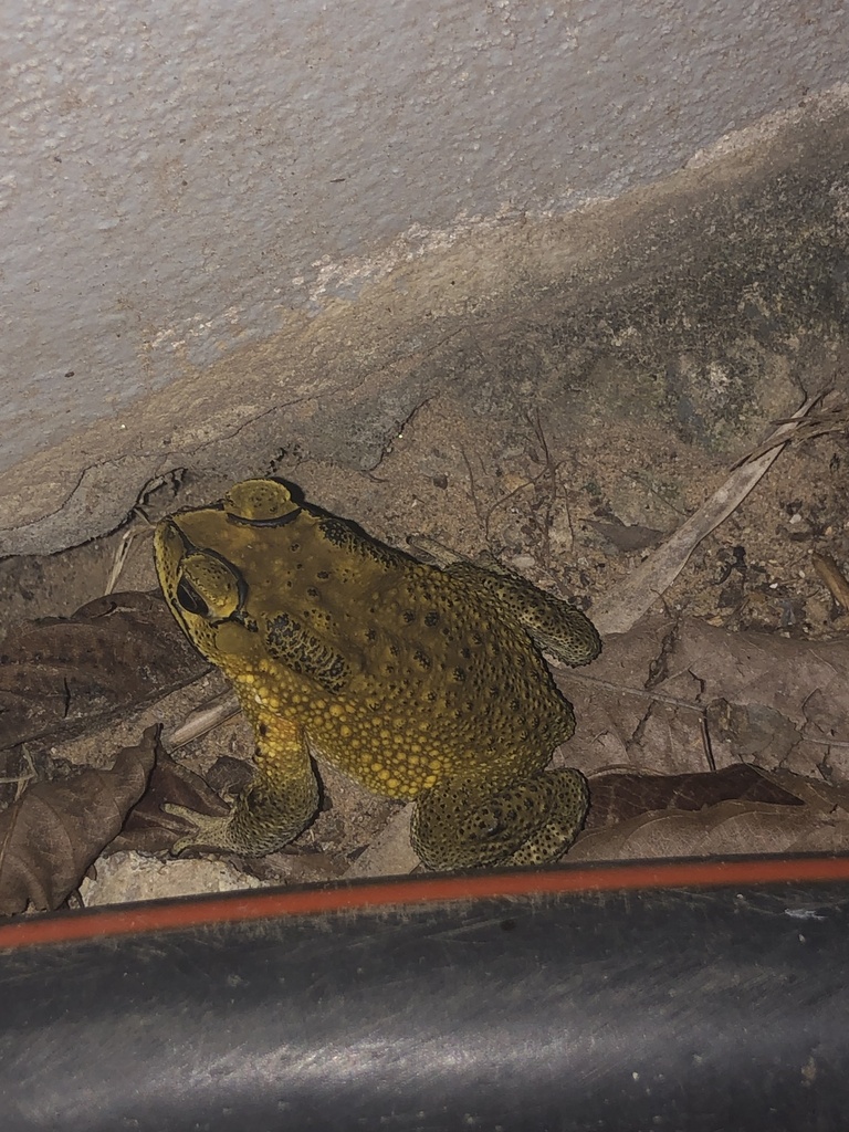 Asian Common Toad from Hat Nappharat Thara-Mu Ko Phi Phi National Park ...