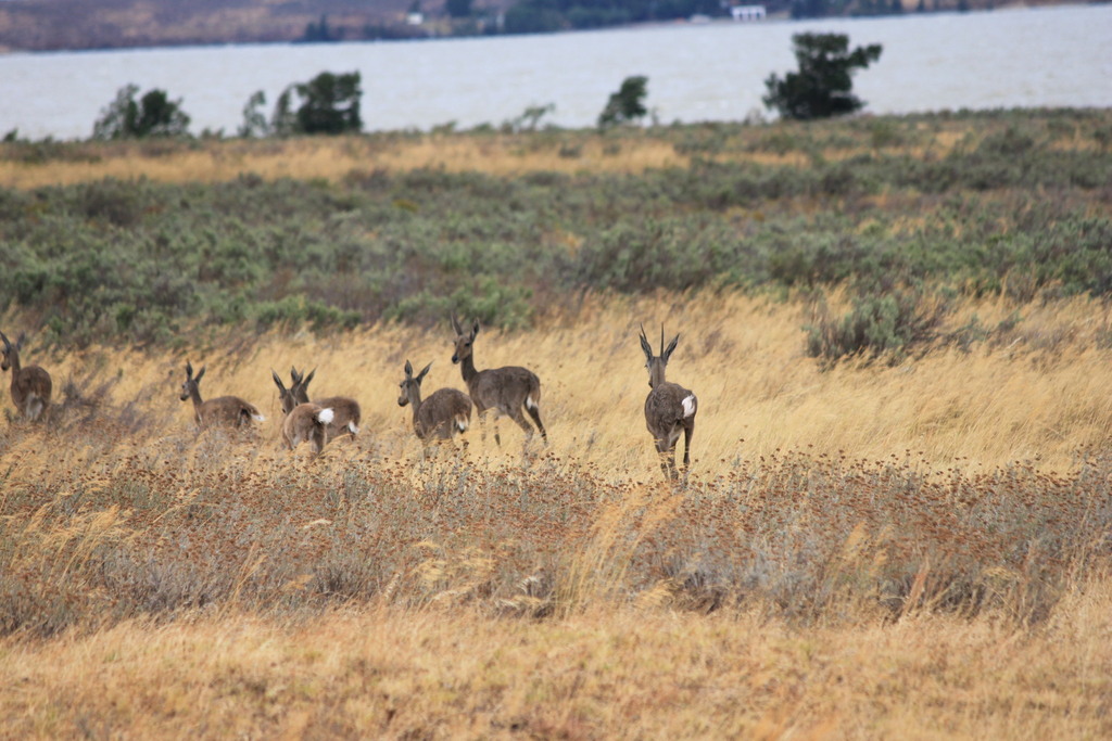 Grey Rhebok on December 30, 2023 at 10:12 AM by Newill Dynaard ...