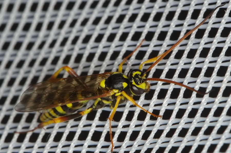 Banchus from 94051 Hauzenberg, Deutschland on August 2, 2022 at 11:18 ...