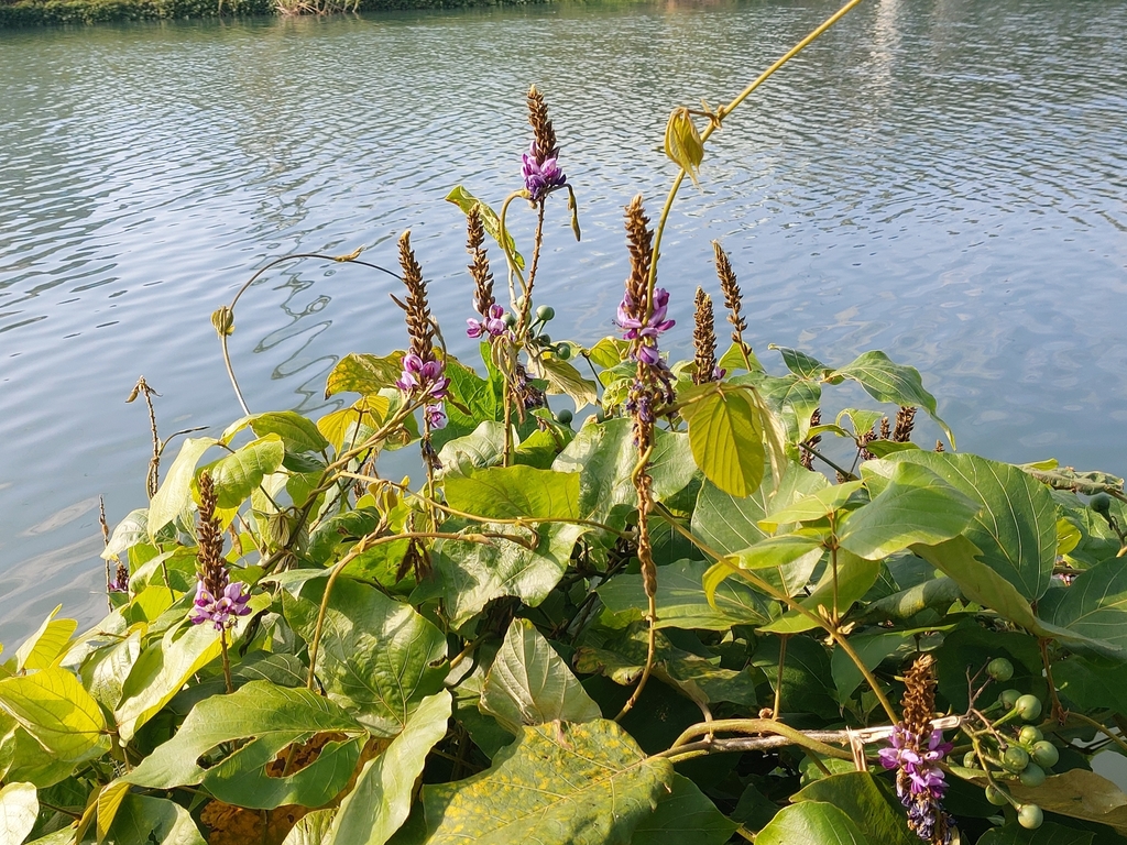 kudzu from 111台灣台北市士林區福志里 on January 2, 2024 at 09:30 AM by 黃秋菊 ...