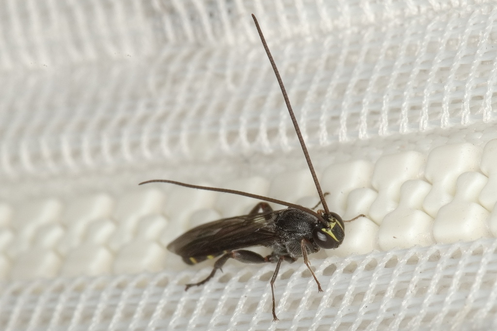 Metopius from 94051 Hauzenberg, Deutschland on August 2, 2022 at 11:27 ...