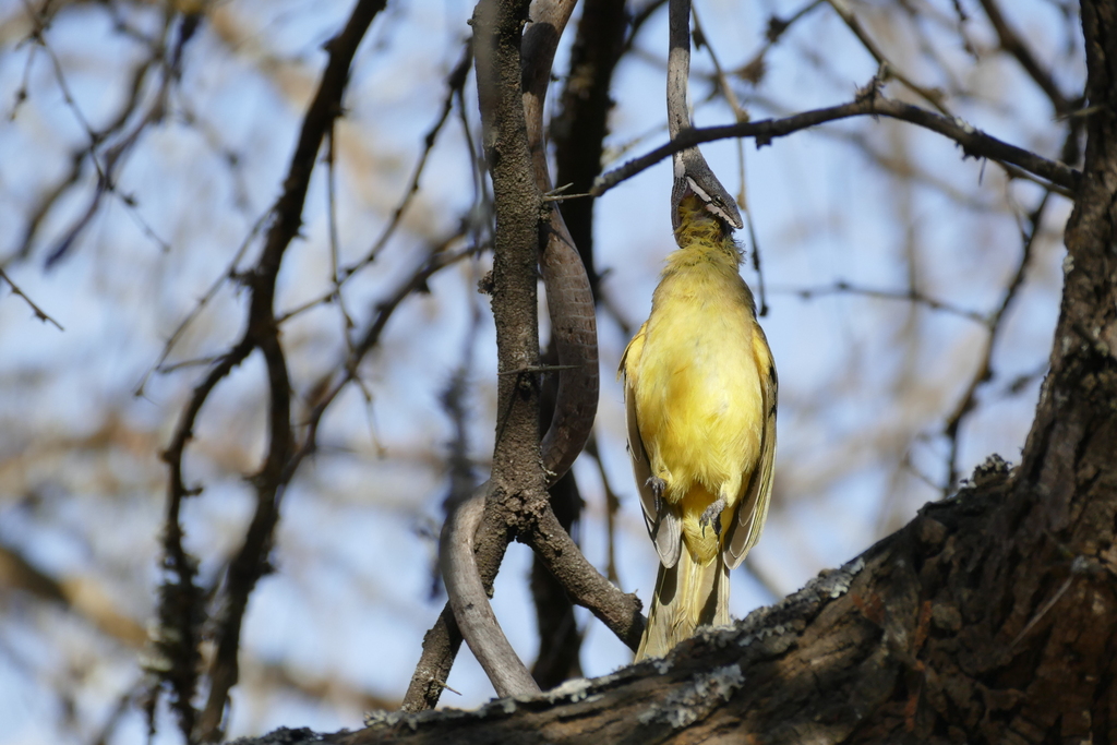 Eastern Twig Snake from Kigwambimbi, Tanzania on October 22, 2023 at 09 ...