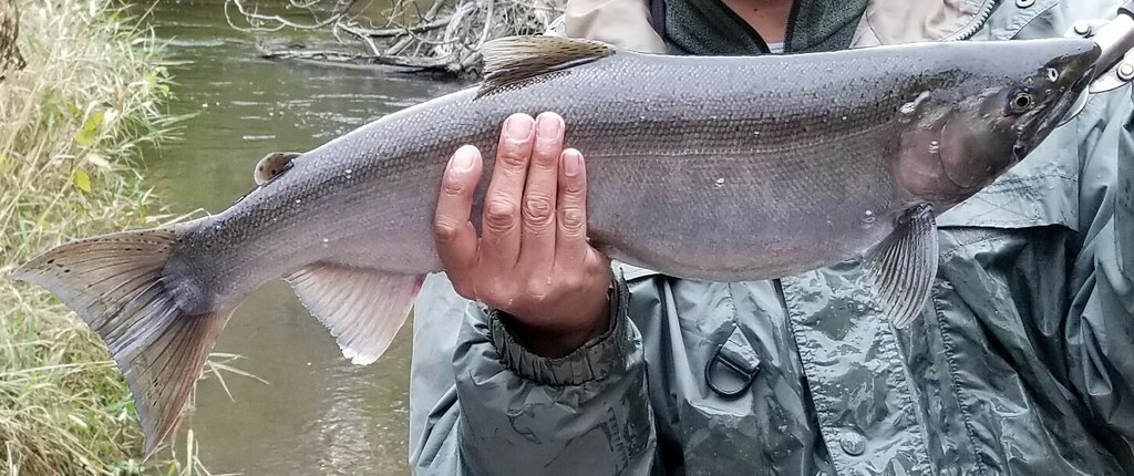 Coho Salmon from Betsie River, Benzie County, MI, USA on October 7 ...