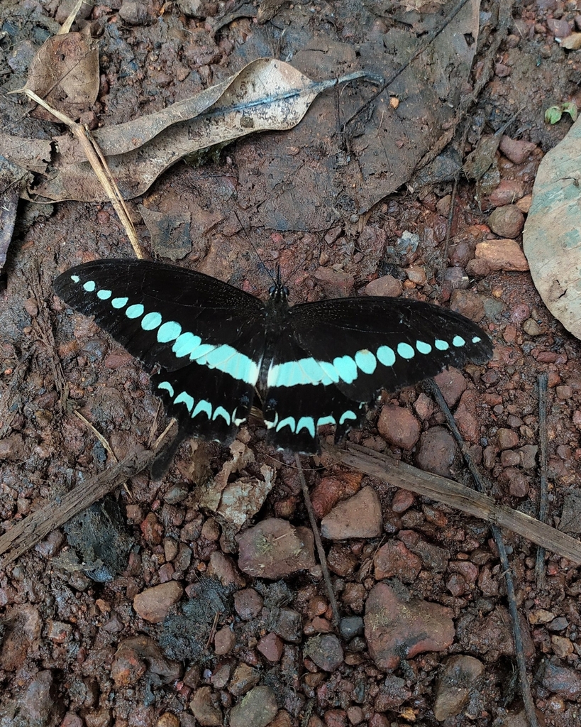Malabar Banded Swallowtail from Koovery, Kerala 670581, India on August ...