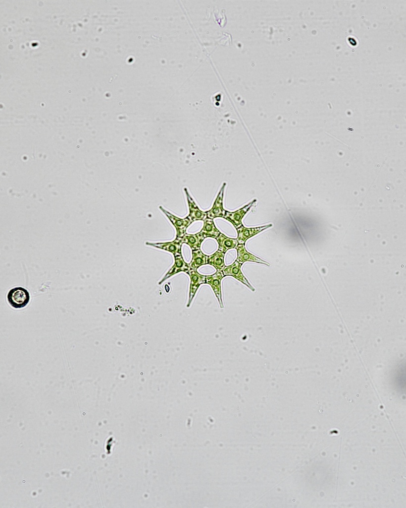 Monactinus simplex from คลองเปรมประชากร, กรุงเทพมหานคร, กรุงเทพมหานคร ...