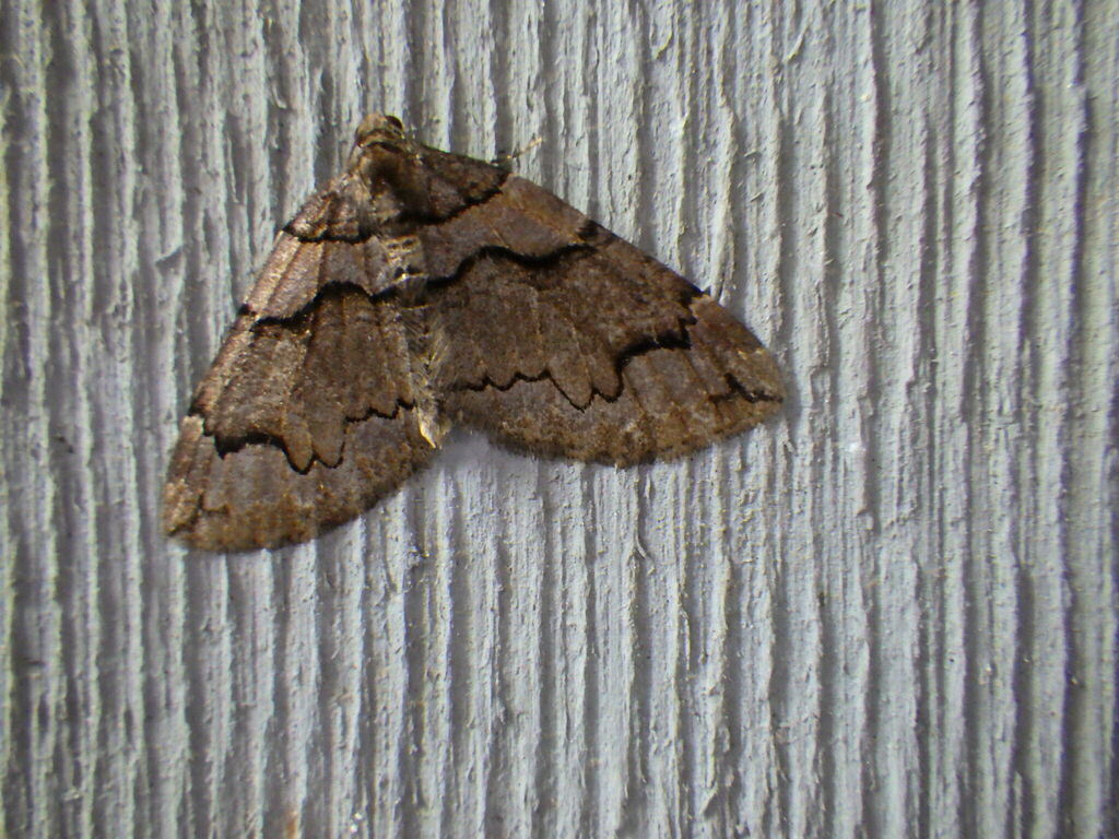 Variable Carpet Moth from Sunset, ME, USA on April 24, 2019 at 08:42 AM ...