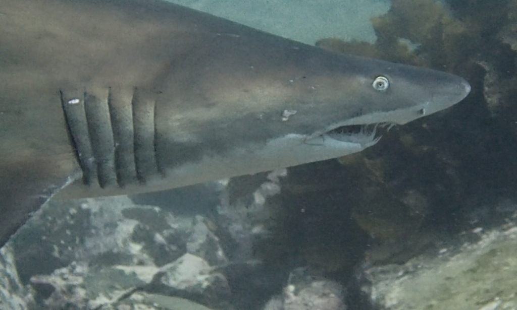 Sand Tiger Shark from Bass Point Shell Cove NSW 2529, Australia on ...