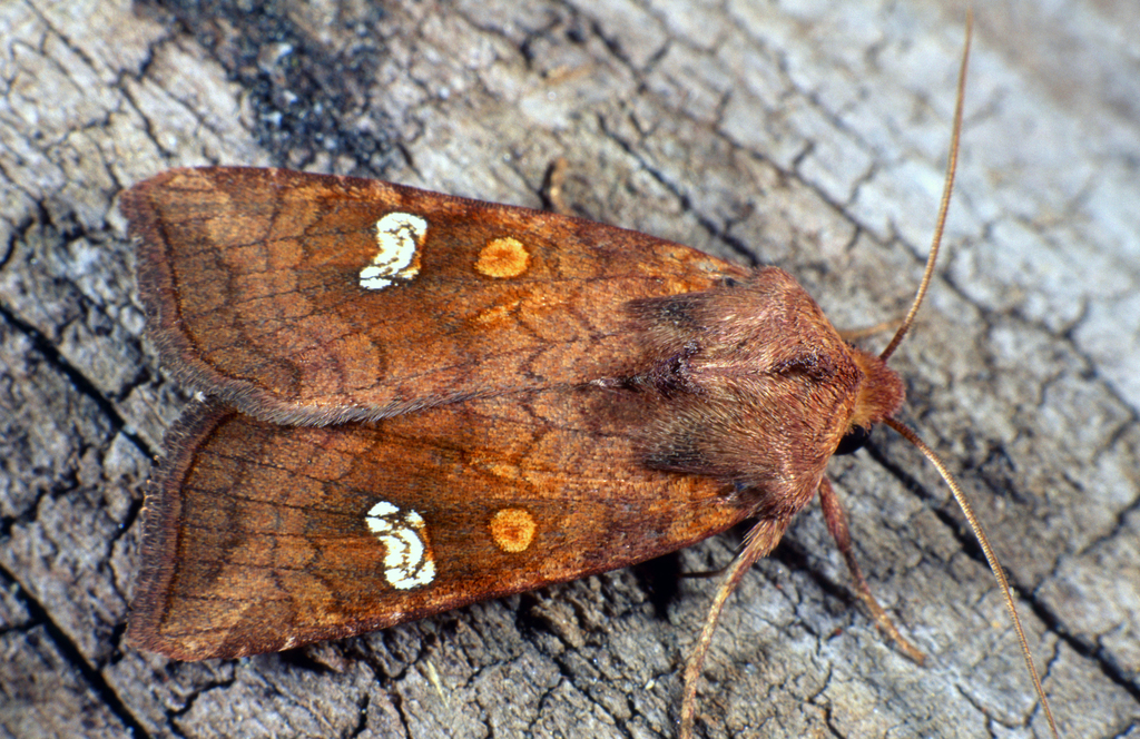 Ear Moth from Landshut, Deutschland on July 12, 1994 at 03:44 PM by ...