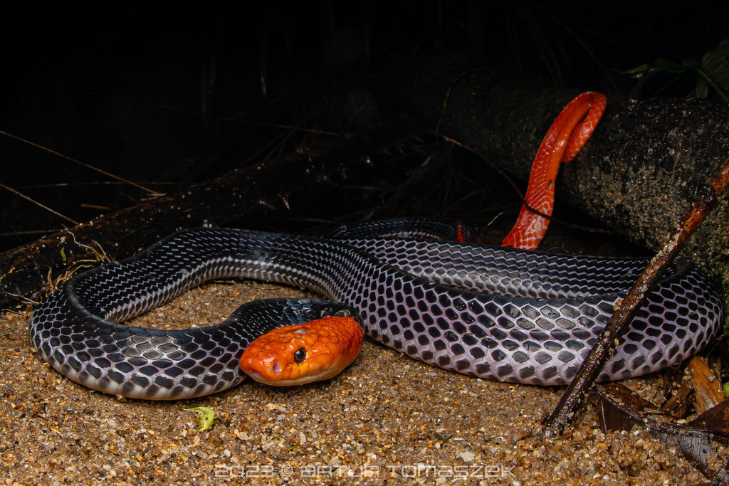 Red-headed Krait in December 2023 by Artur Tomaszek · iNaturalist