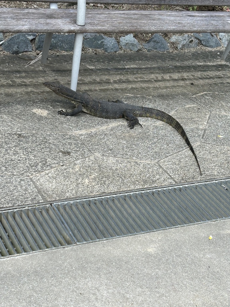 Southeast Asian Water Monitor from Marina South, Singapore on January 2 ...