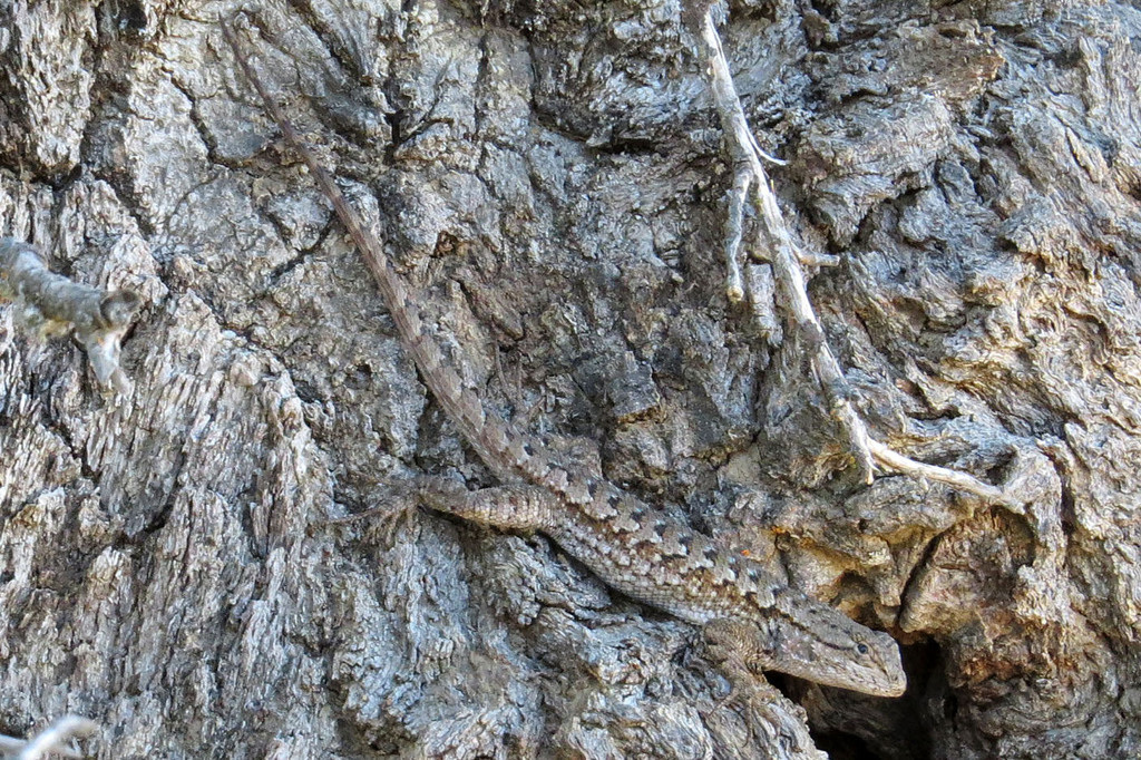 Western Fence Lizard from Monterey County, CA, USA on August 20, 2015 ...