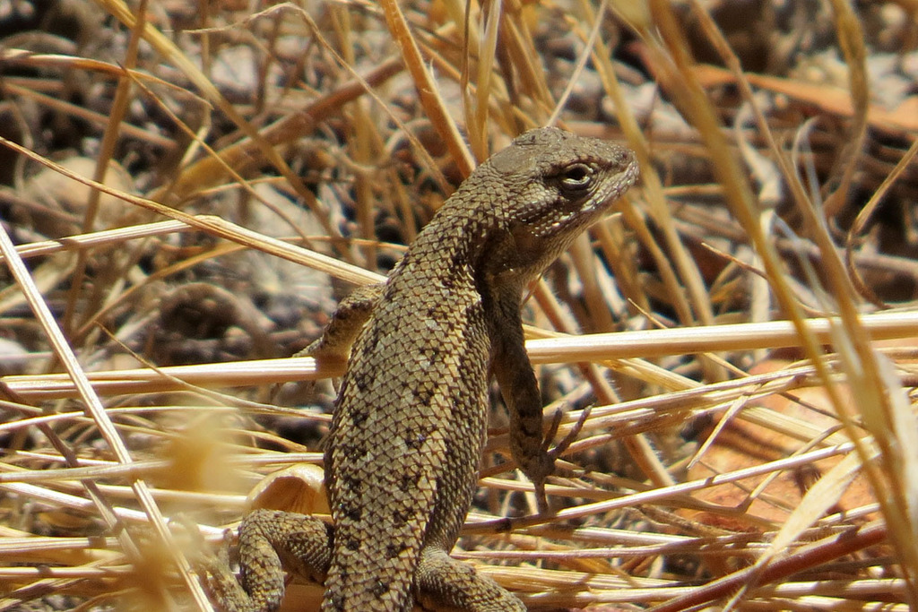 Western Fence Lizard From Marin County Ca Usa On August 9 2015 At 1249 Pm By Jlculler