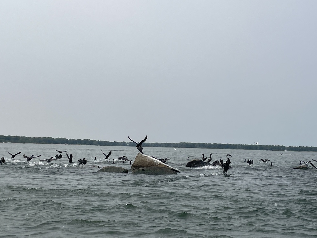 Double-crested Cormorant from Lake Erie, PA, US on August 2, 2023 at 03 ...