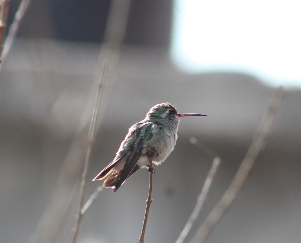 Broad-billed Hummingbird from Ascensión Charles, Galeana, N.L., México ...