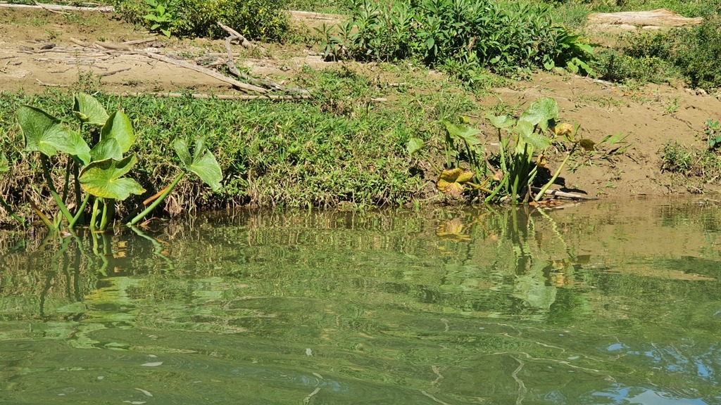 Aztec arrowhead from Botuverá, SC, 88370-000, Brasil on July 29, 2022 ...