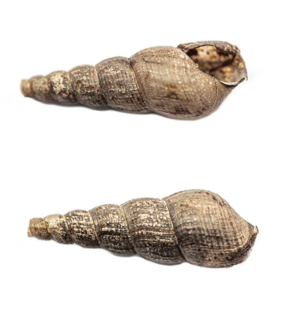 Melanoides from Brusque, SC, Brasil by Tamily Roedel. Rio Itajaí-Mirim ...