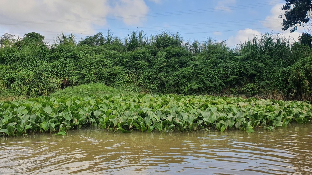 anchored water hyacinth from Itajaí - SC, Brasil on January 24, 2022 at ...