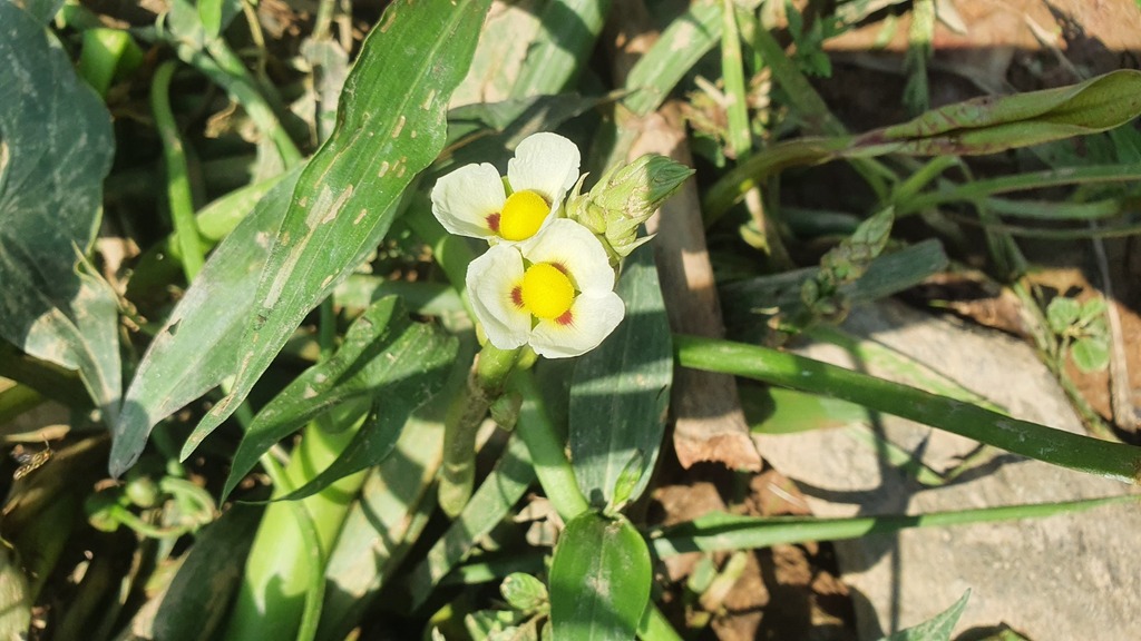 Aztec arrowhead from Brusque, SC, Brasil on March 3, 2022 at 02:39 PM ...