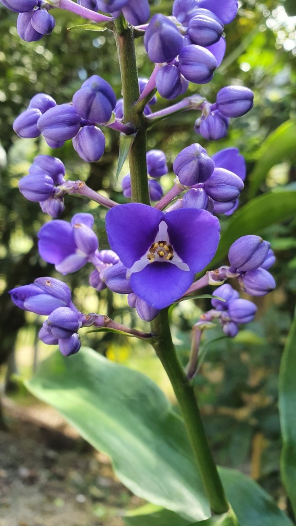Blue ginger from Botuverá, SC, 88370-000, Brasil on March 27, 2022 by ...