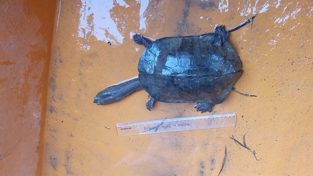 South-American Snake-headed Turtle from Botuverá, SC, 88370-000, Brasil ...