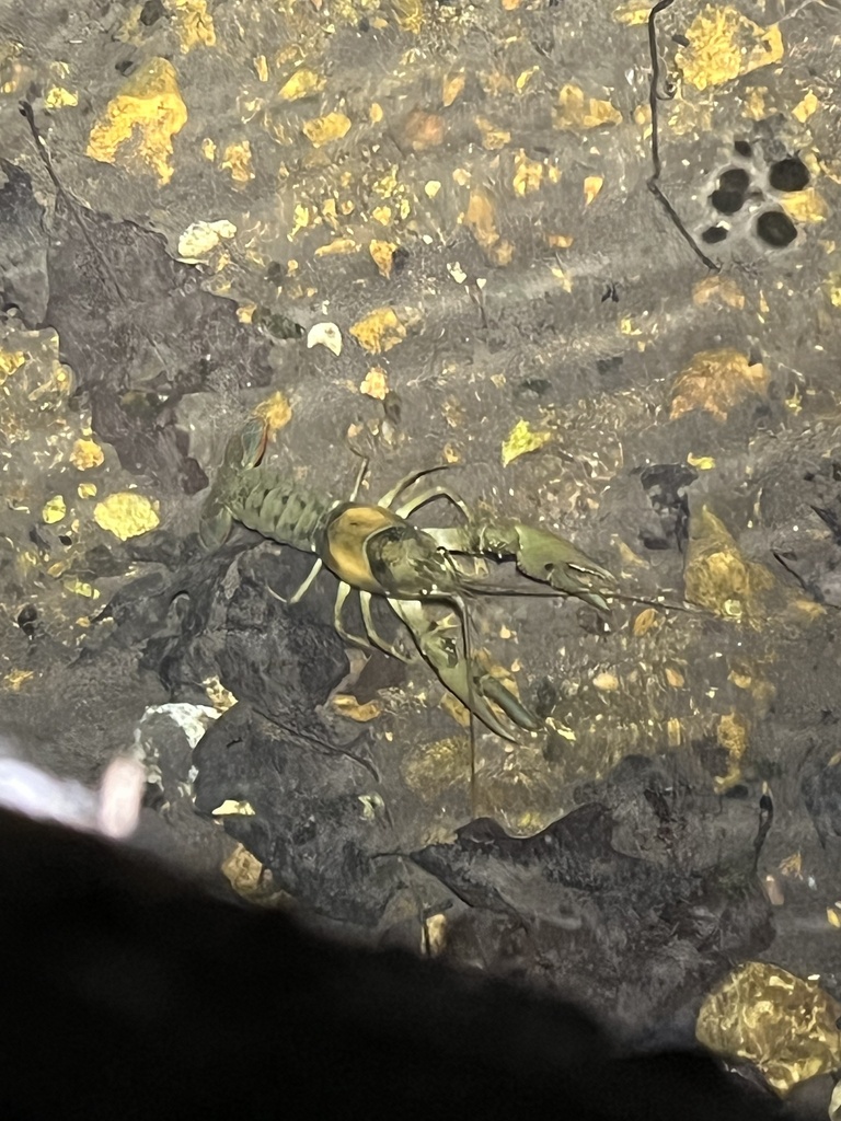 Spothanded Crayfish in May 2023 by Raney Yelenich · iNaturalist