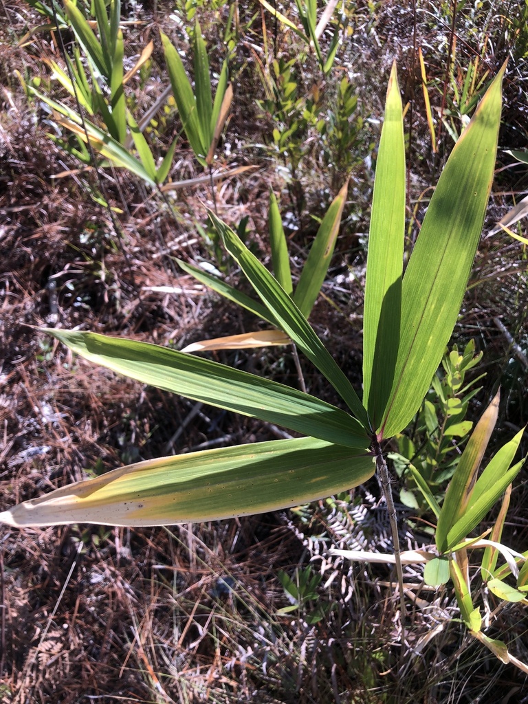 switch cane from Blackwater River State Forest Trails, Milton, FL, US ...