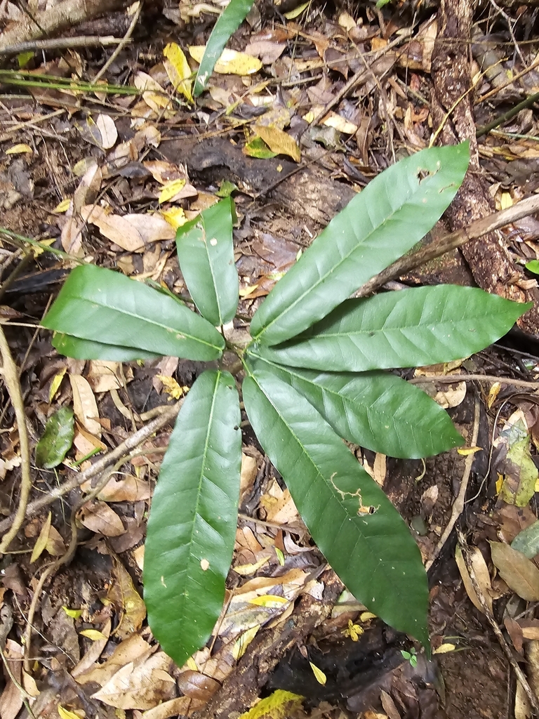 carronia from Mooball NSW 2483, Australia on January 2, 2024 at 01:09 ...