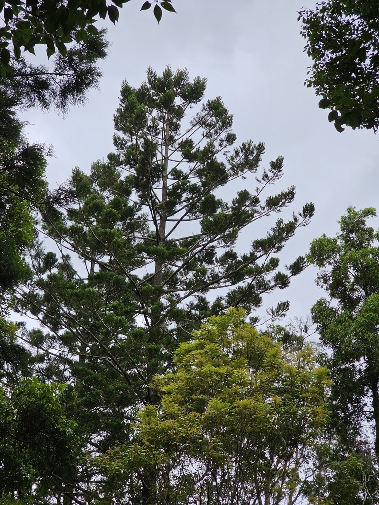 Hoop pine from Mooball NSW 2483, Australia on January 2, 2024 at 01:16 ...