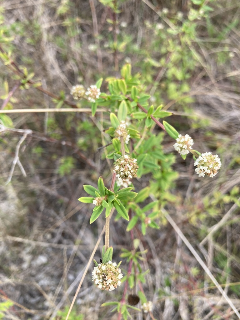 shrubby false buttonweed from J. N. Ding Darling National Wildlife ...