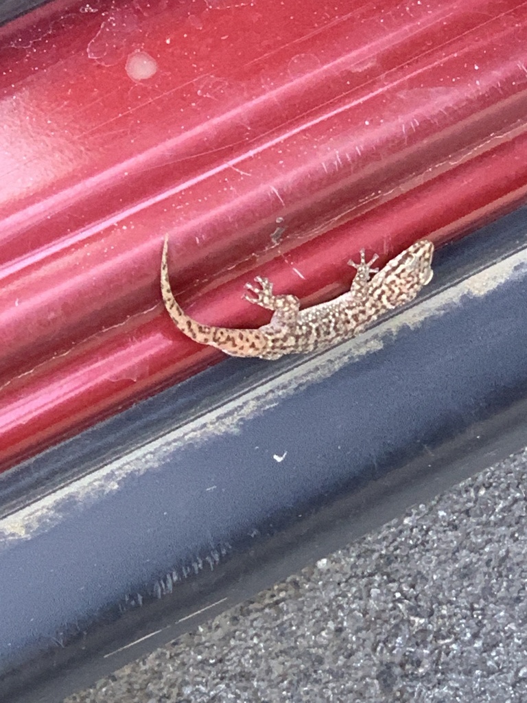 Dutch Leaf-toed Gecko from Curacao, CW on January 2, 2024 at 04:07 PM ...