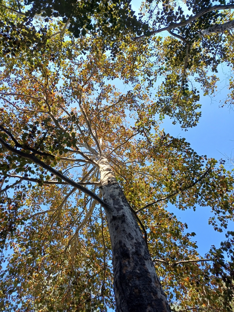 Mexican Sycamore from 92616 Ver., México on January 1, 2024 at 11:58 AM ...