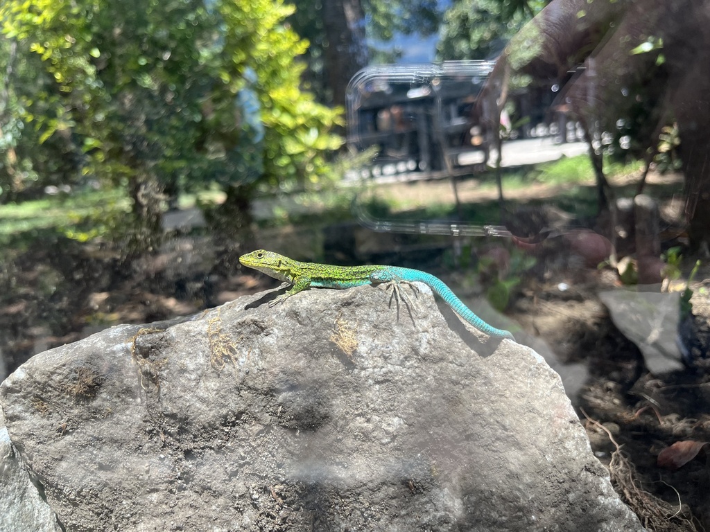Blue-Green Smooth-throated Lizard from General Urrutia, Pucón ...