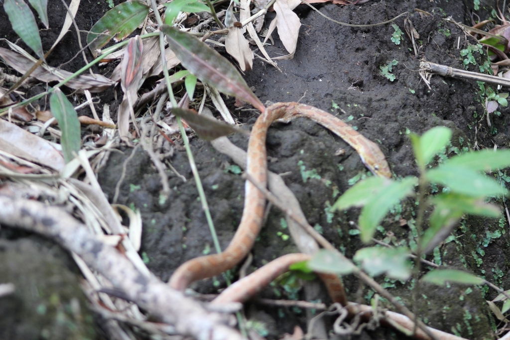 Green Rat Snake from Caldera, Provincia de Puntarenas, Esparza, Costa ...