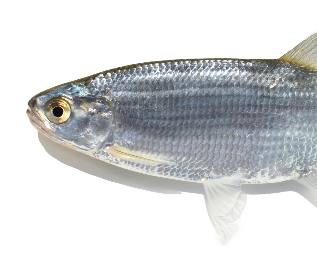 Mooneye from Whalan, MN, USA on September 19, 2023 at 11:42 AM by ...