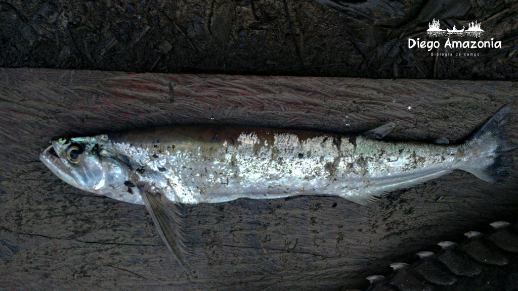 Biara from Maynas Province, Peru on July 17, 2016 by Diego Balbuena ...