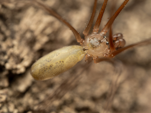 Araña patona (Pholcus phalangioides)