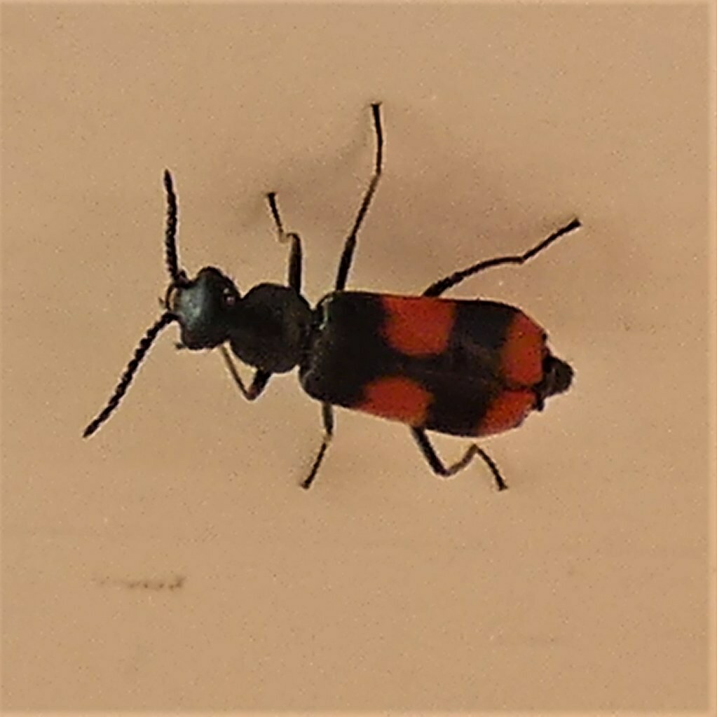 Anthocomus fasciatus from 34587 Felsberg-Melgershausen, Deutschland on ...