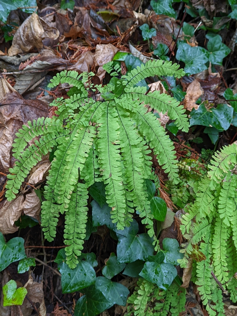 western maidenhair fern from Camas, WA, USA on January 2, 2024 at 10:45 ...